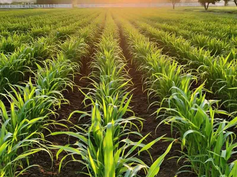 Menjaga Tanaman Sehat demi Masa Depan Pangan dan Planet - Tanaman Sehat